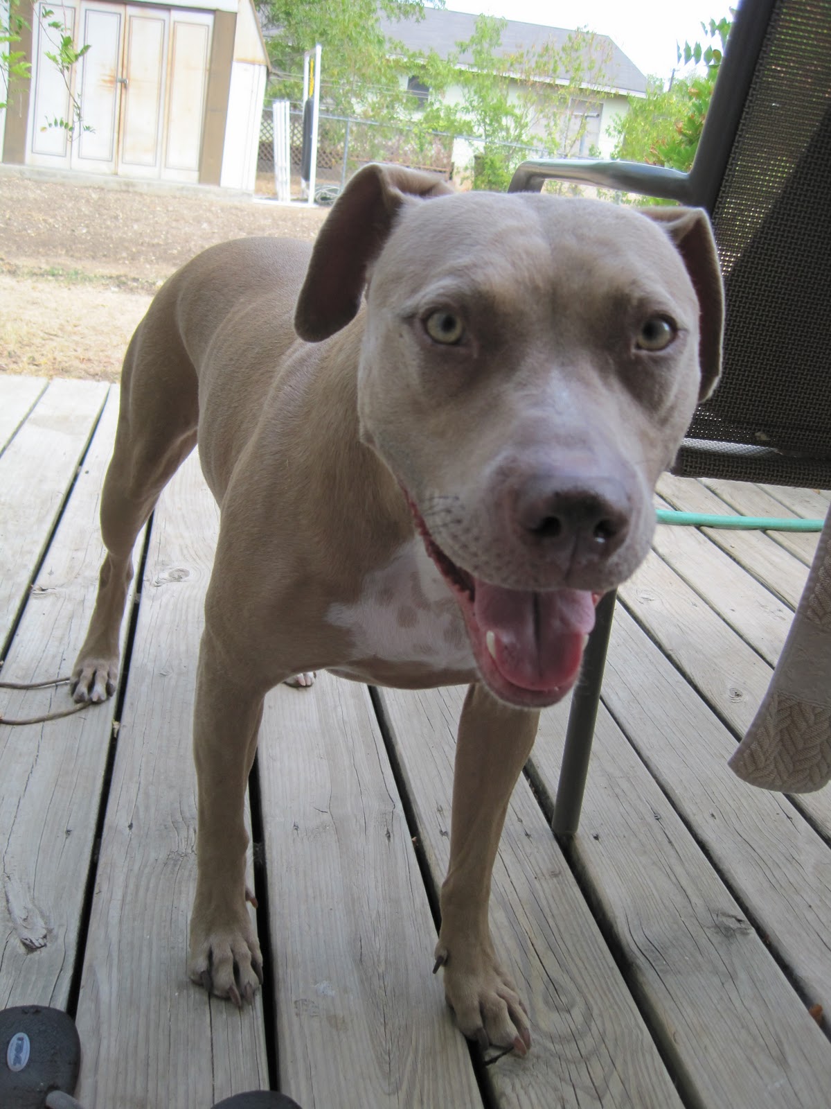 The Happy Pit Bull Blog: Roast Dog Recipe