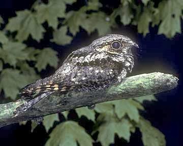 Whippoorwill (bird) | Facts About All