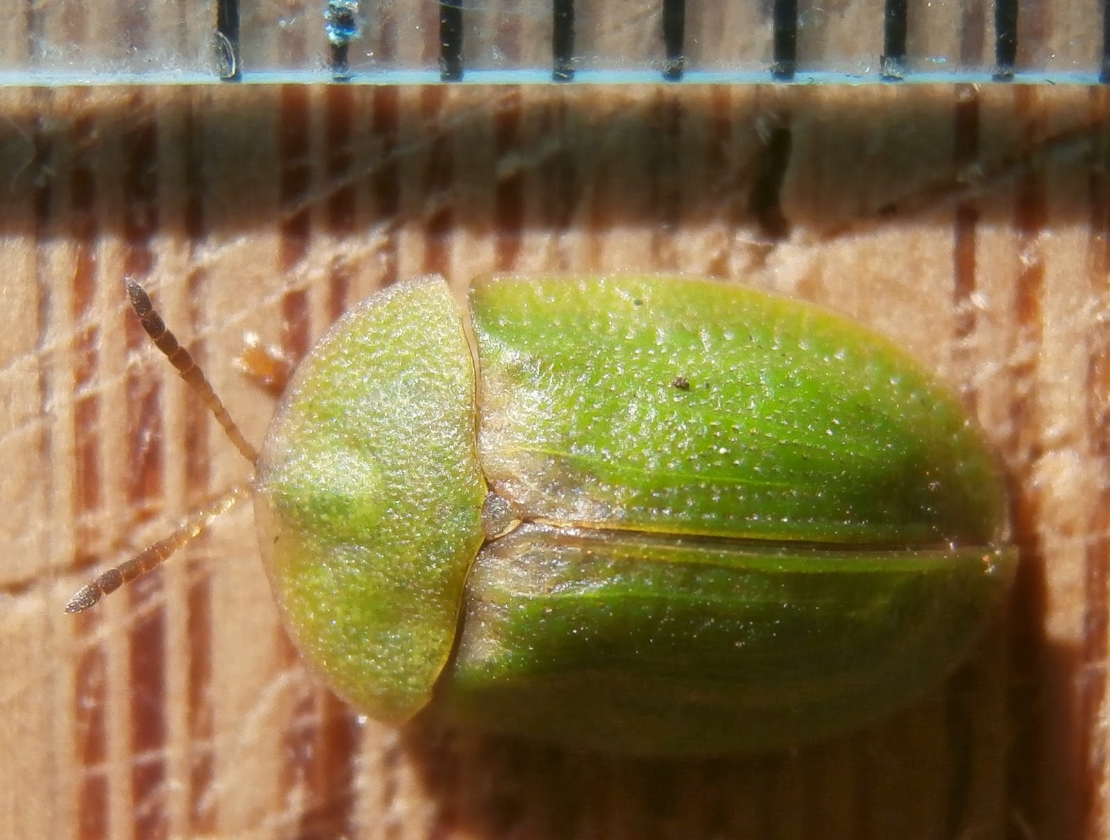 The Curious Naturalist: Tortoise beetle