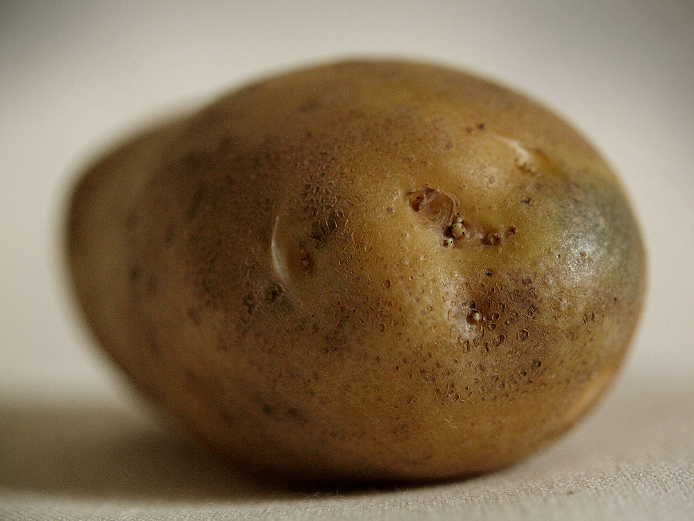 some old pictures I took: Potato
