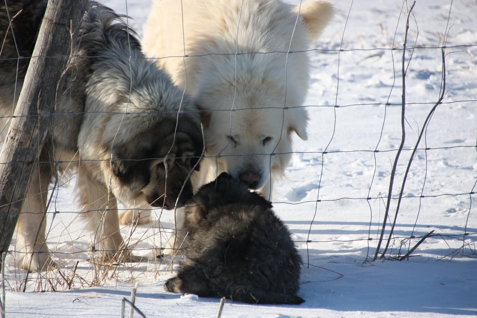 Predator Friendly Ranching : Fence training for your LGD
