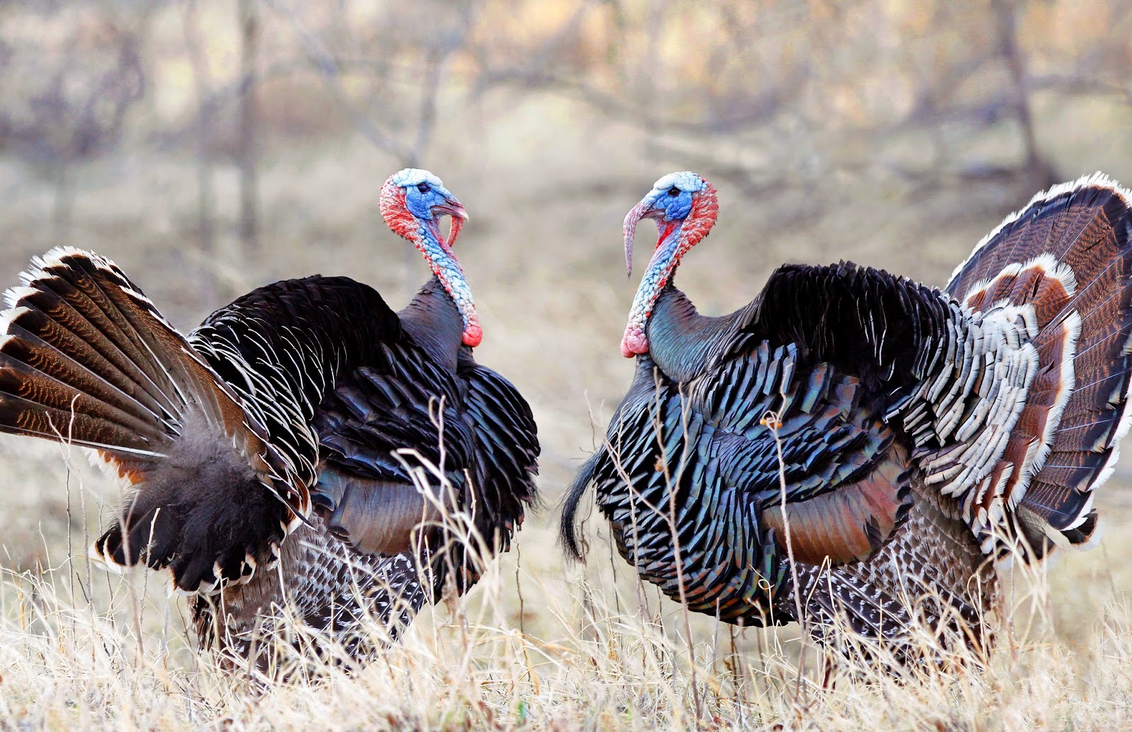 Vic Schendel Photography: Chasing Turkey