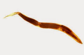 Prevenir está en ti