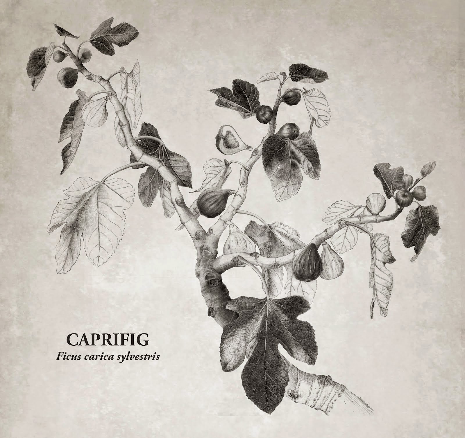 Caprifig (Ficus carica sylvestris) - Raquel Lopes da Fonseca Raimundo