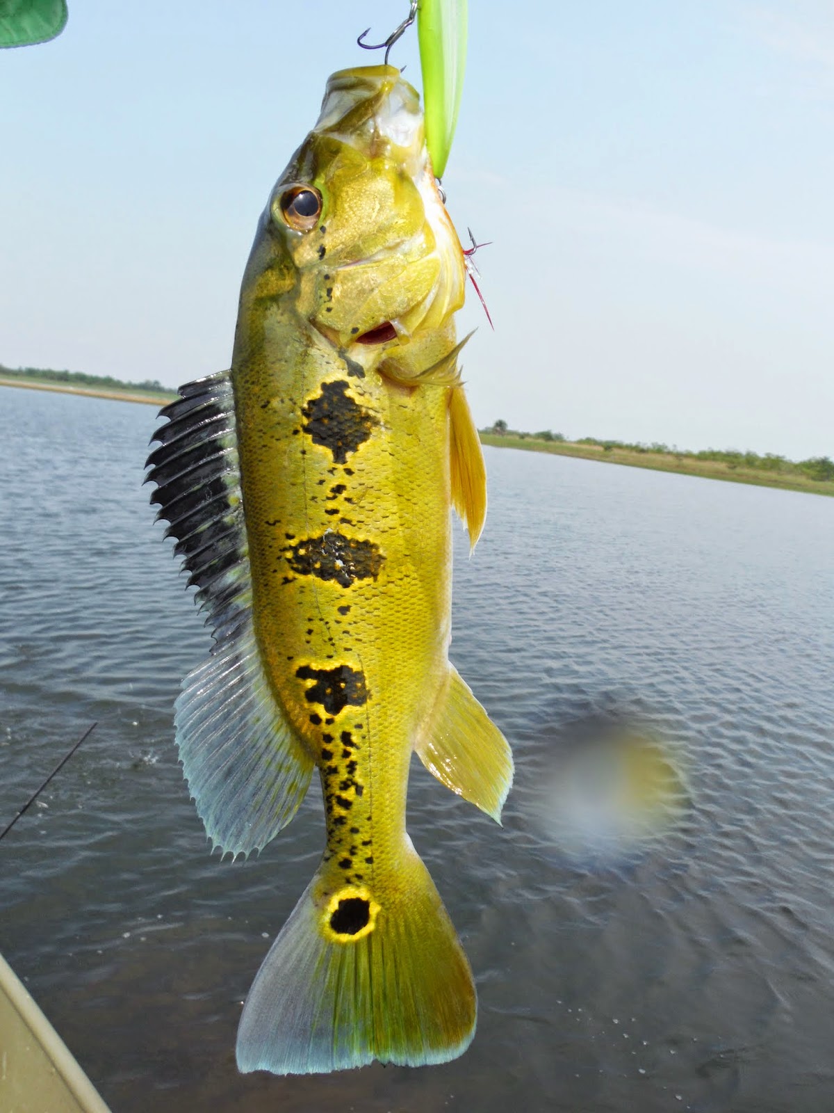 Espacio de Pesca: Pesca de Pavon o Tucunare en Laguna Rio Meta, Puerto ...