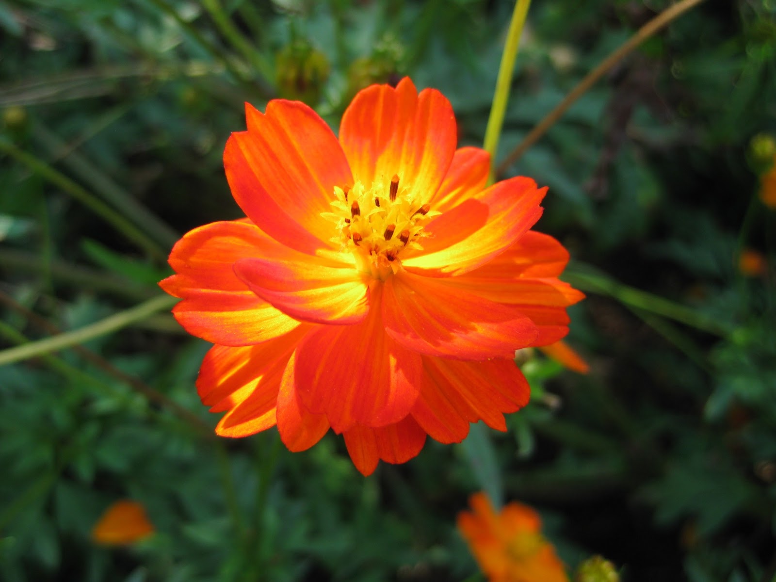 Rotary Botanical Gardens - Hort Blog: Classy Cosmos
