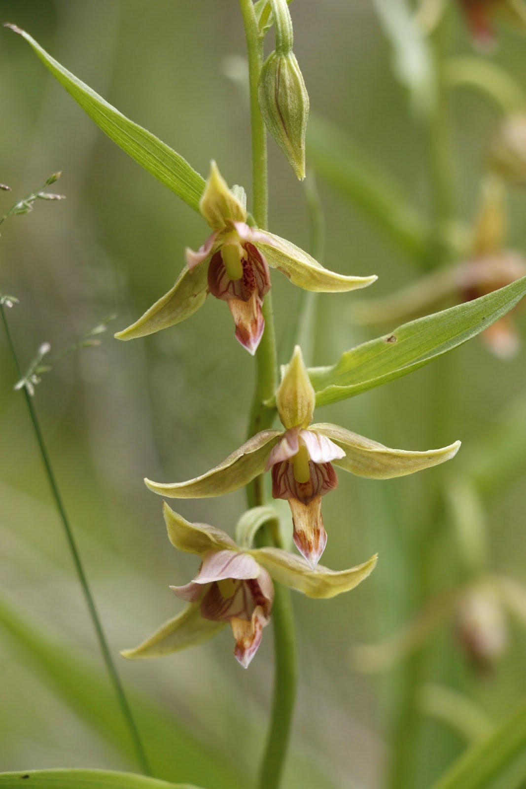 Native Orchids of the Pacific Northwest and the Canadian Rockies (and ...