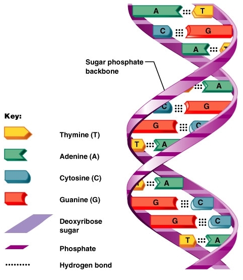 Molecular Biology: Pentose Sugar