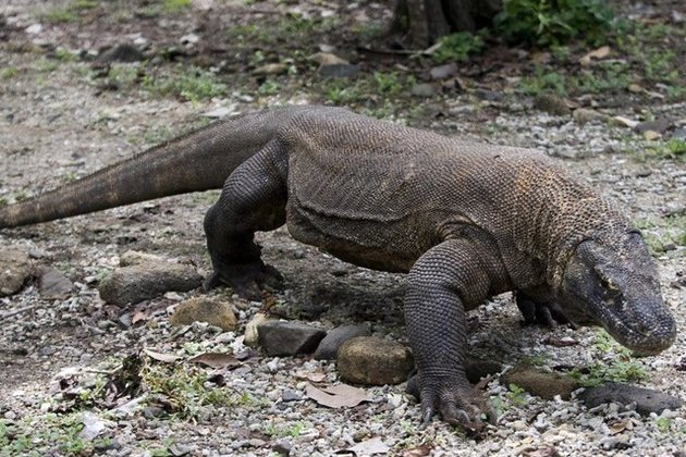 Varane Tier : Waran in der Wüste - Monitor Lizard in the desert Foto ...