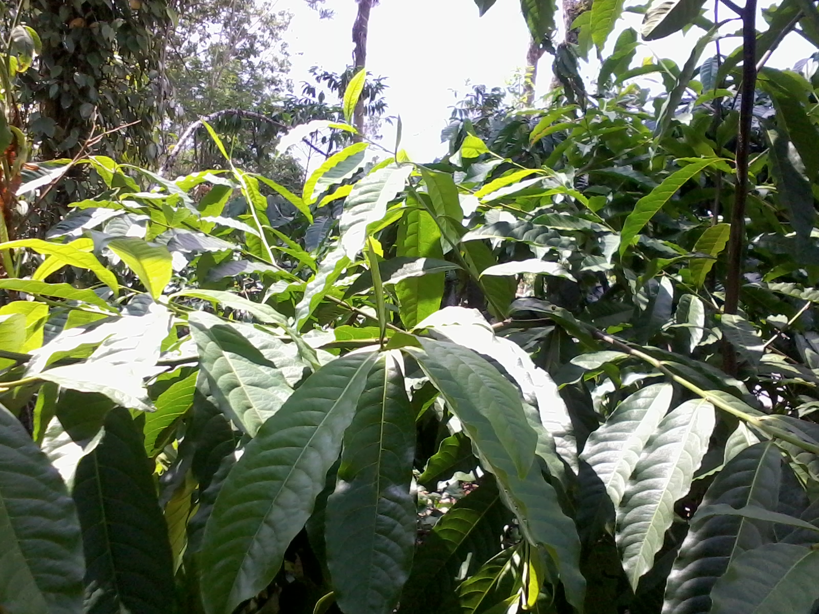 RAHIM SANJAYA MEMAYU HAYUNING BAWONO: JANITRI MENJADI TAMU DI NEGERI ...