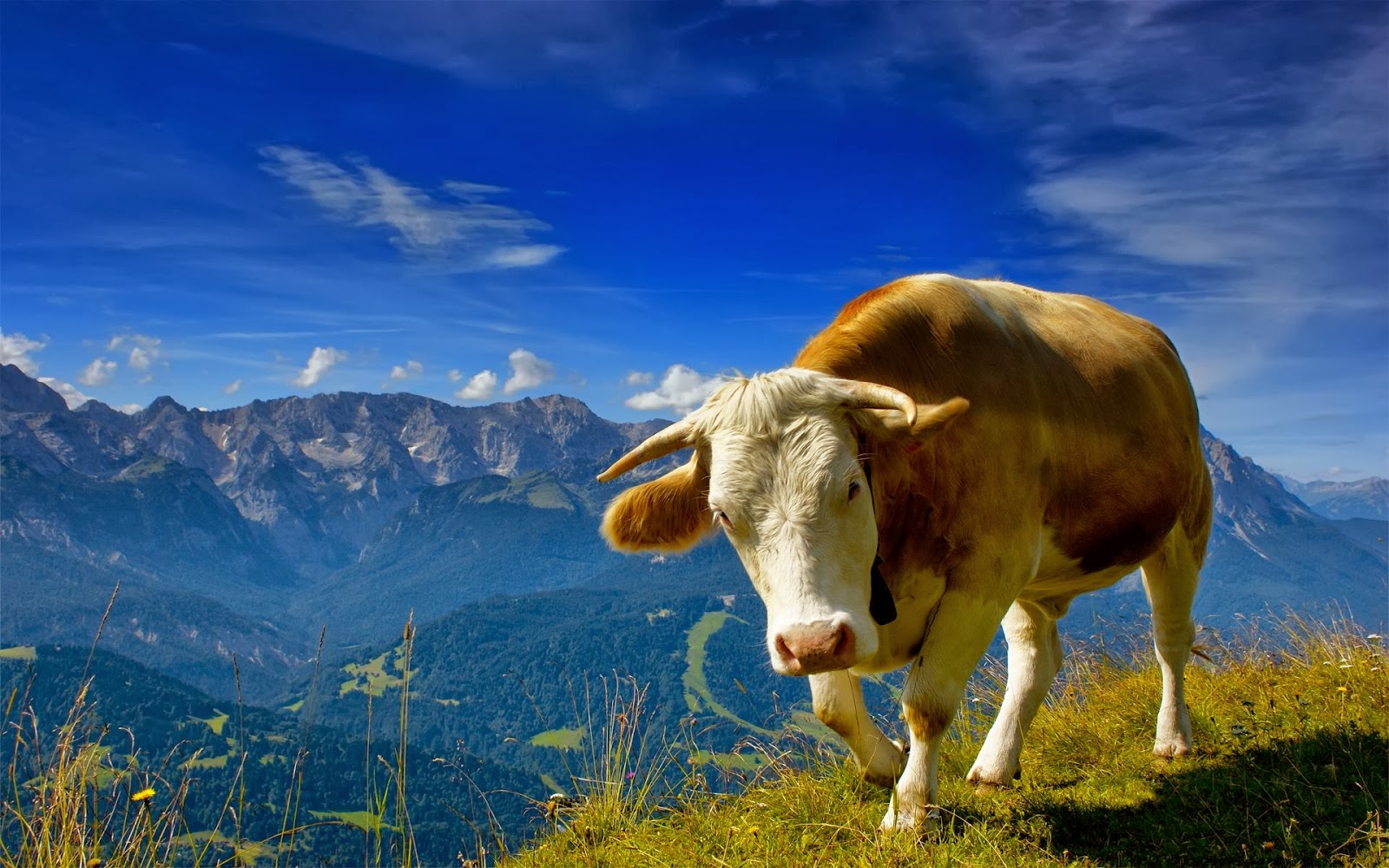 Cow HD Wallpapers ~ Animals World