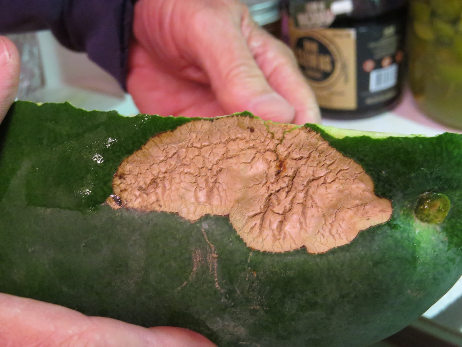 Edible Herbs, Flowers & Other Edibles - Grow Your Own Dinner!: Let me ...