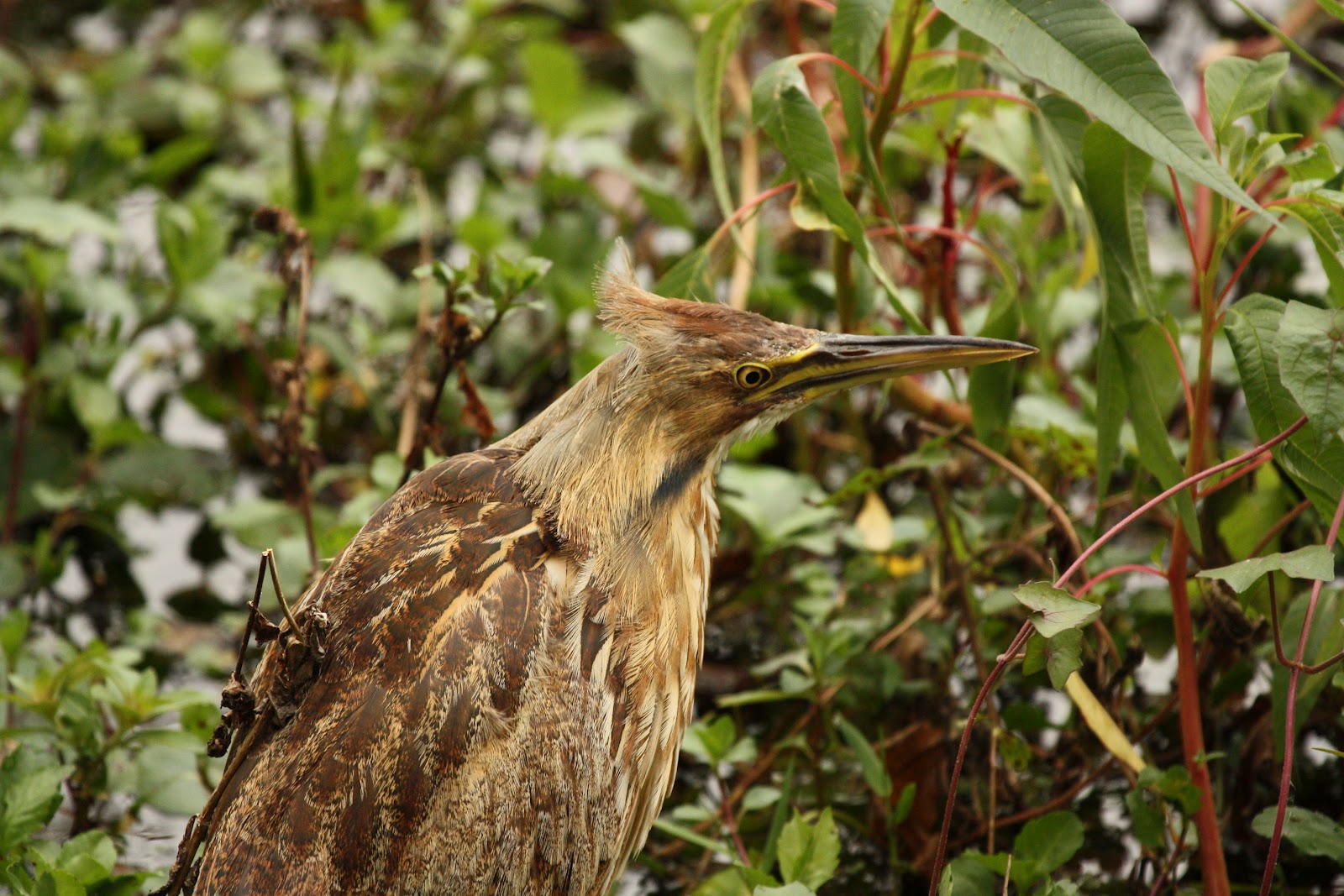 Woth Wildlife Photography: American Bittern's