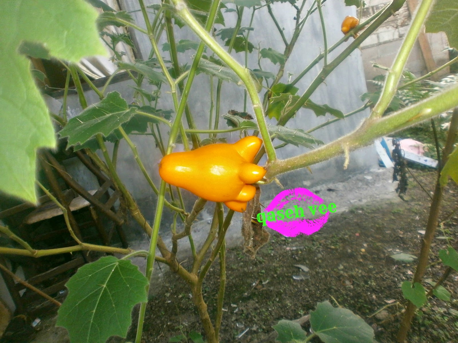 Al Kisah Terung Susu KambingSuatu Perjalanan