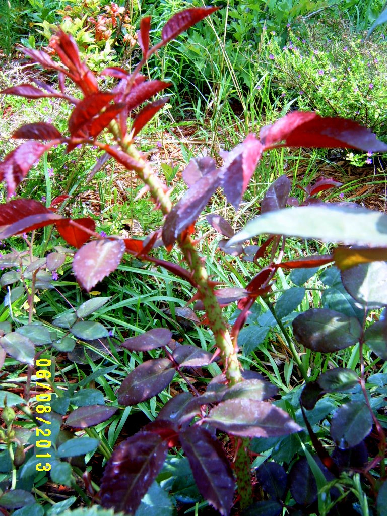 Alabama Rose and Flower Garden from a Non-Green Thumb: Does My Climbing ...