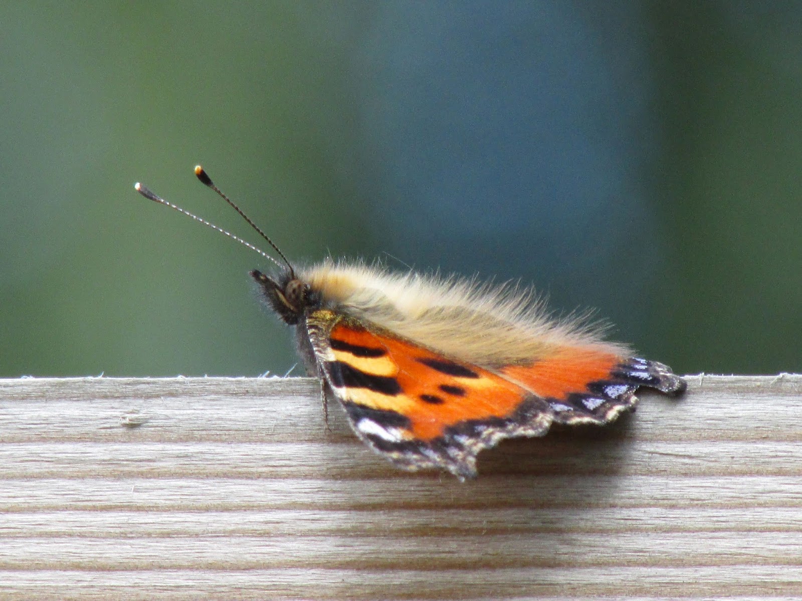 BugBlog: August 2013