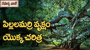 700 Years Old Banyan Tree Pillalamarri | AP Heritage