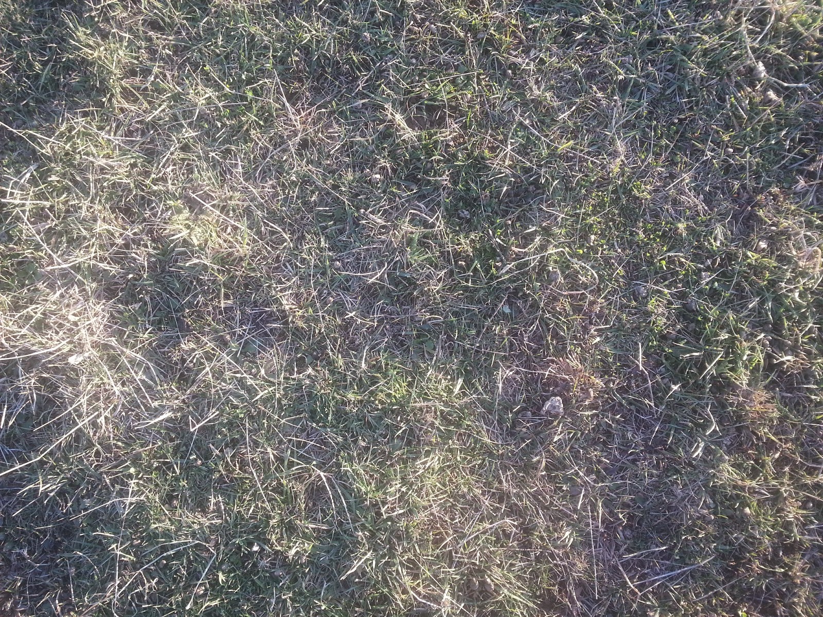 Foxtail Farm Katahdins: Feeding Hay