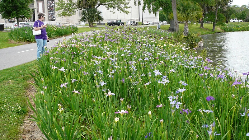 World of Irises: LA Irises Grow Well with Other Plants