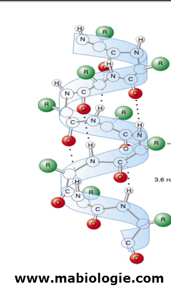 la structure primaire et secondaire des protéines - Biologie