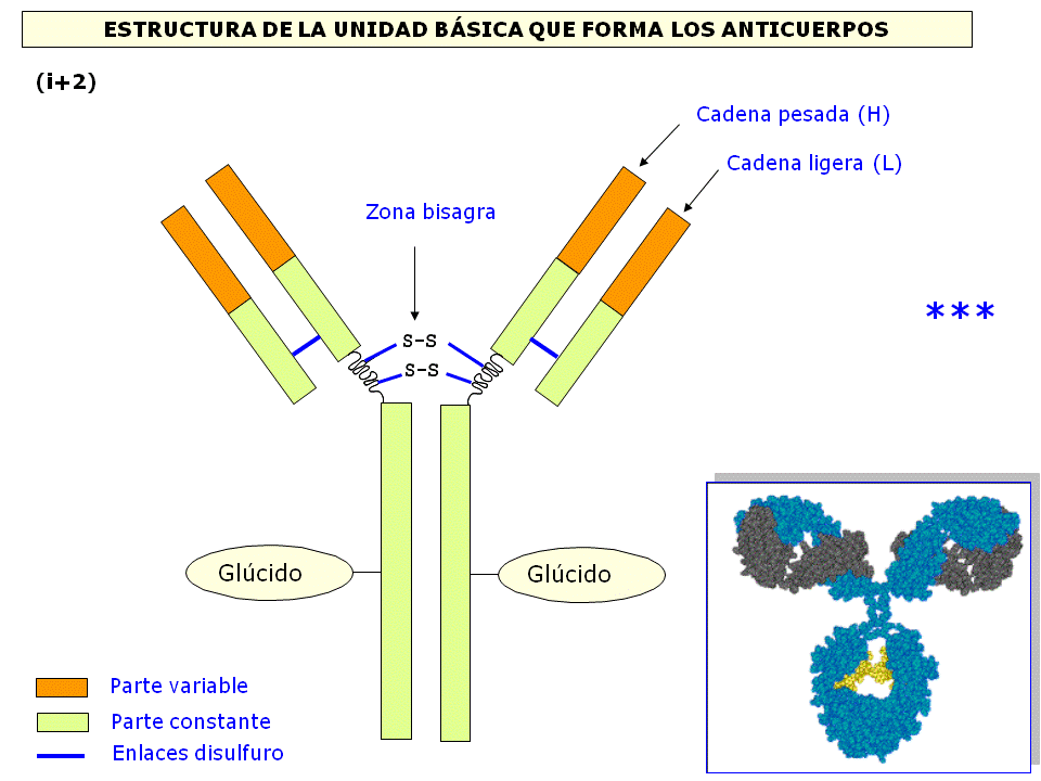 bioygeosansu: anticuerpos