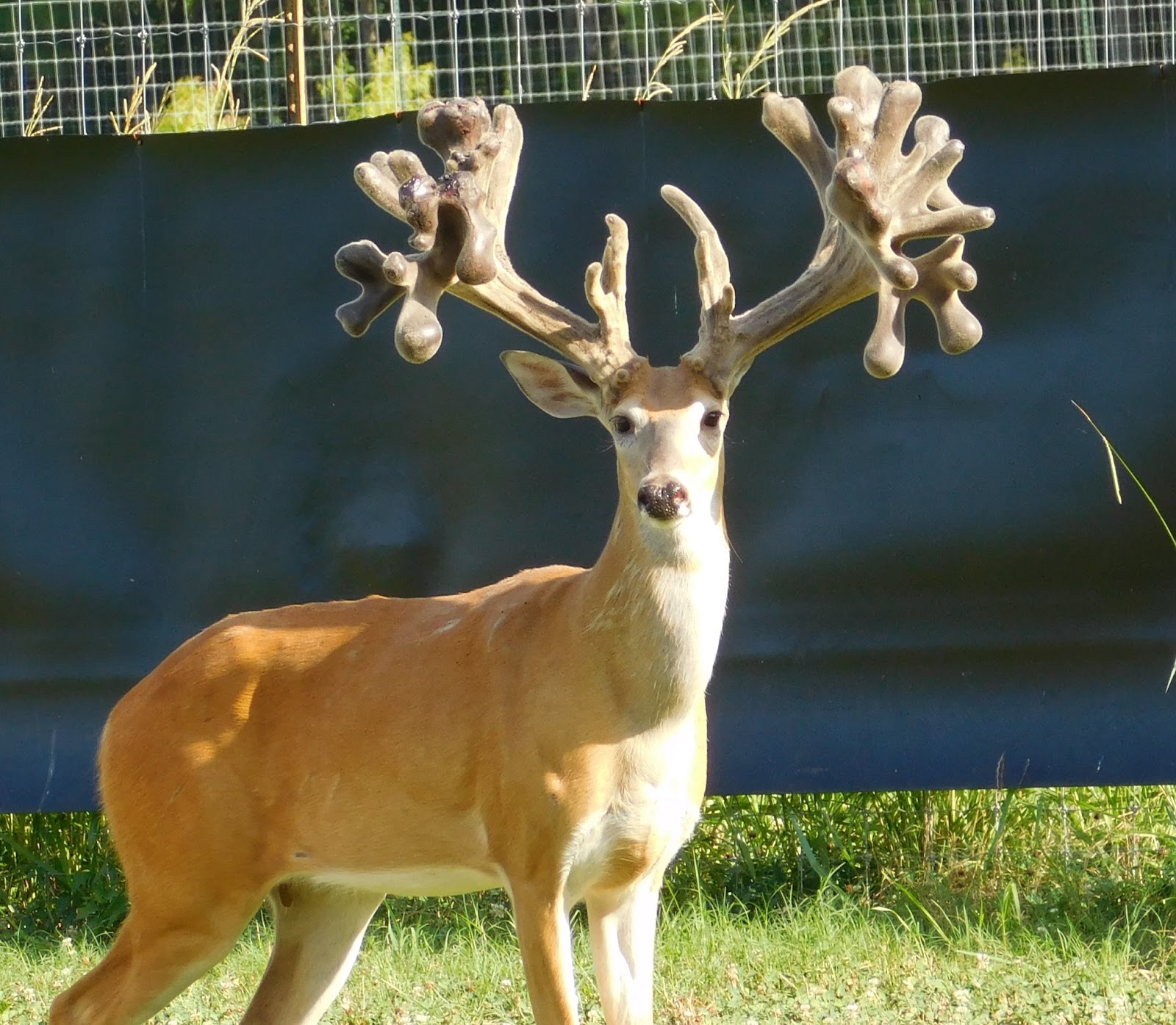 Endangered Education: Deer Farming and Daniel Thomas Whitetails