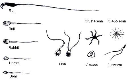 Struktur Sperma ~ Ayo Kita Belajar Biologi