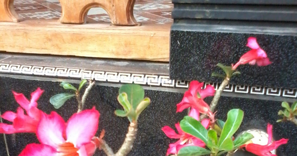 Bunga Adenium / Kamboja Jepang ~ Arya Flower Landscape