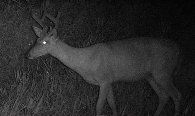 The Back 40: New deer blind and trail camera pictures you don't want to ...