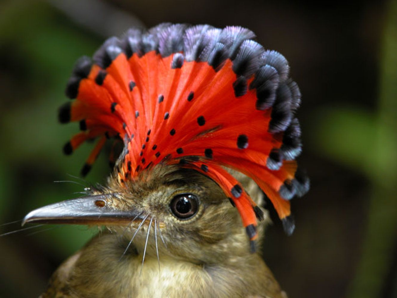 AMAZONIAN ROYAL FLYCATCHER photos - wallpapers (ανανεωμένο) | the fun bank