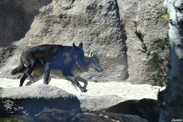 JAPANKURU: Things to do in Kobe 🐹 Top Japanese Zoo That Let's You ...