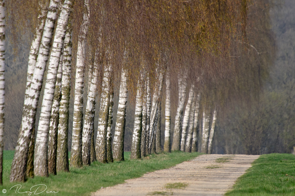 Foto's: Sfeervolle berken