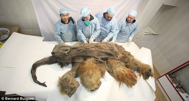 World of Mystery: Time Traveler from Siberia: Woolly Mammoth with ...