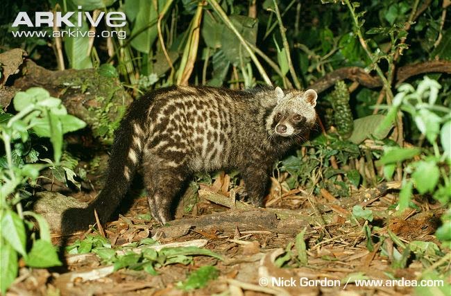 Mamíferos y marsupiales mammals of the earth: Civeta africana ...