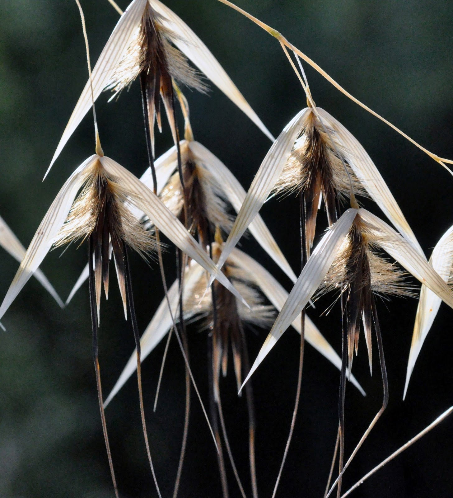 Maltese Nature: The animated oat