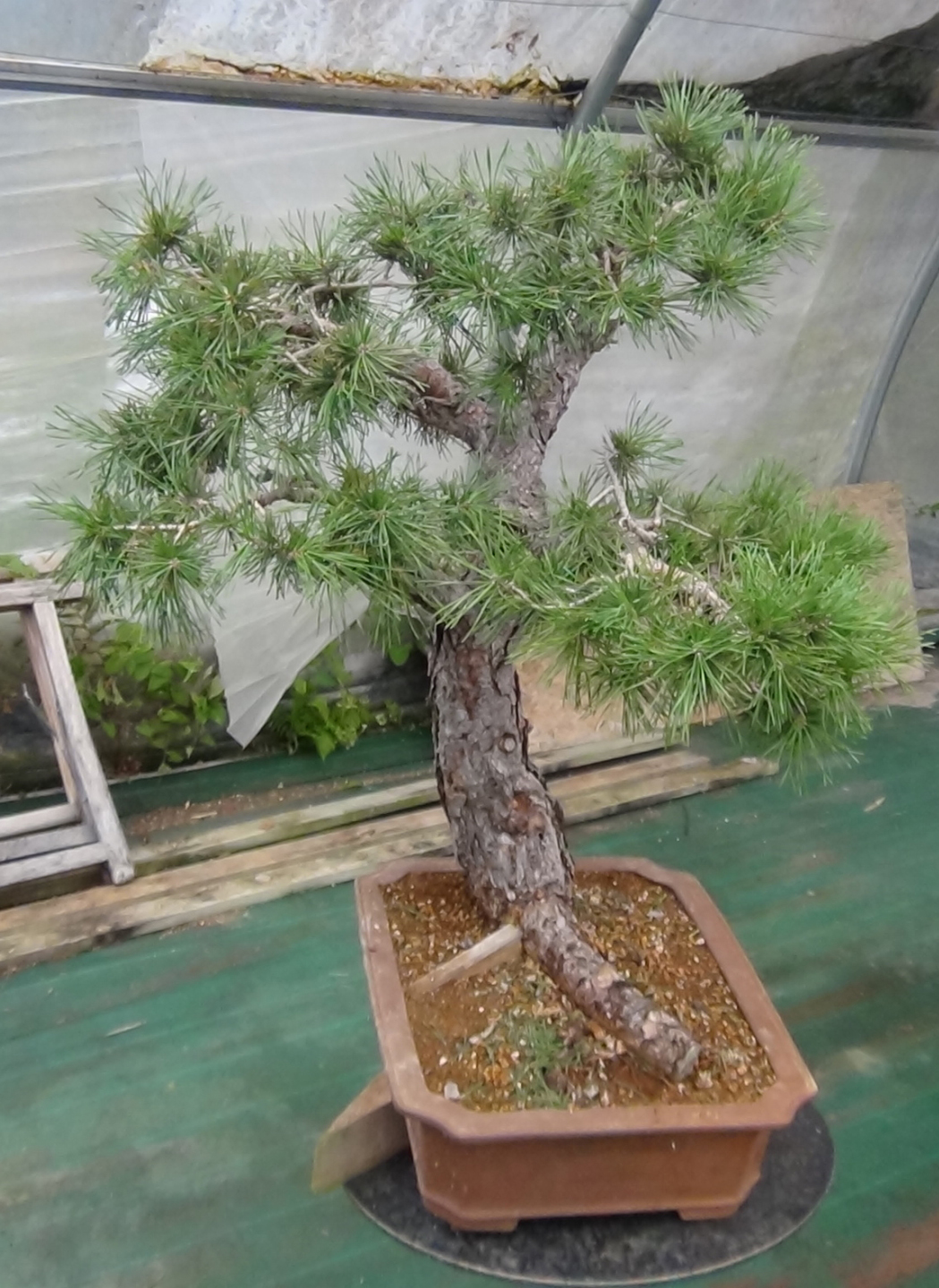 Profession BONSAÏ: La première mise en forme d'un pin sylvestre