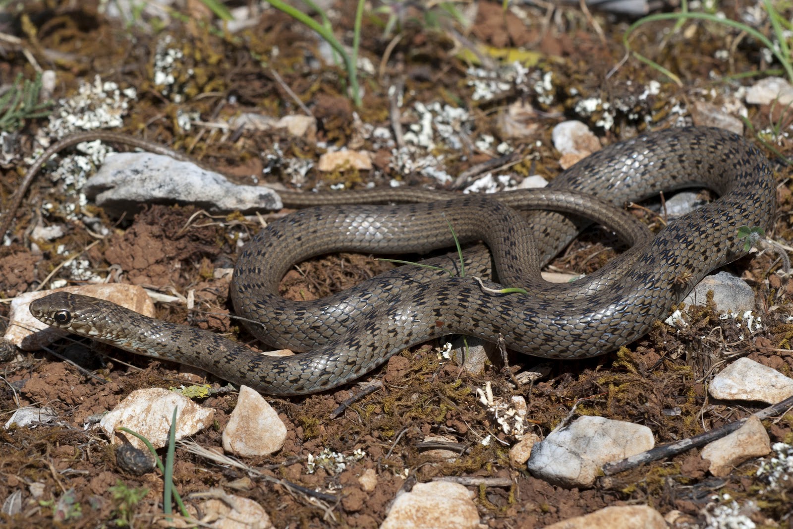 Yorkshire Field Herping and Wildlife Photography: Field Trip to the ...