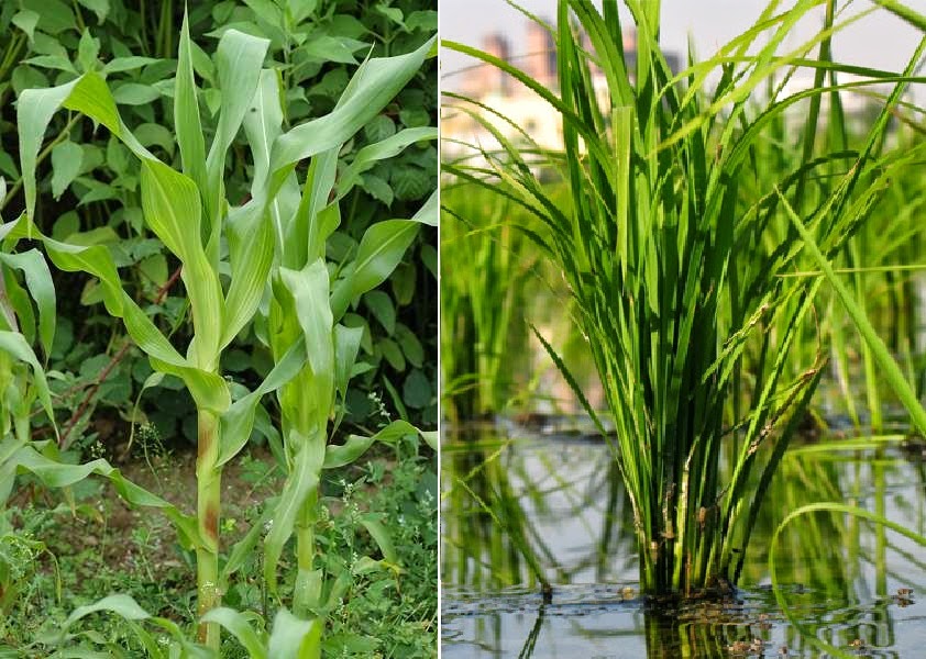 Bagian Bagian Daun ~ MUNAWI INSIDE