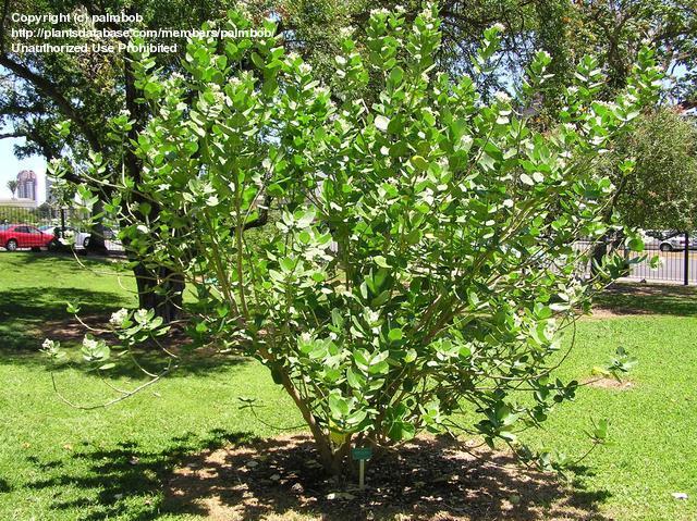 Butterfly Gardening: How to Identify A Crown Flower Plant/Tree/Bush