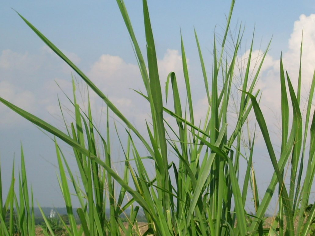 Khasiat Alang-alang - ILMUVERSITY