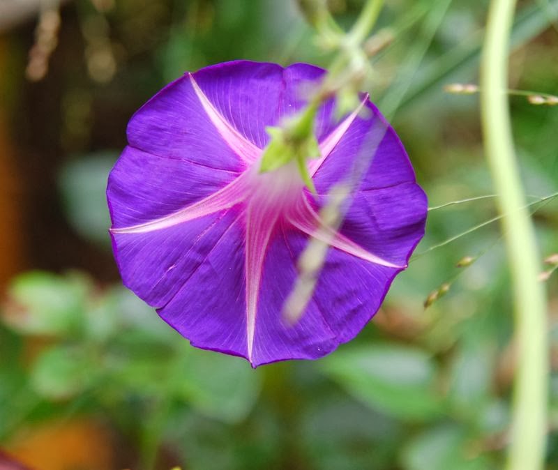 15 Beautiful Examples of Symmetry in Nature ~ Cars 2015 Pics Hub