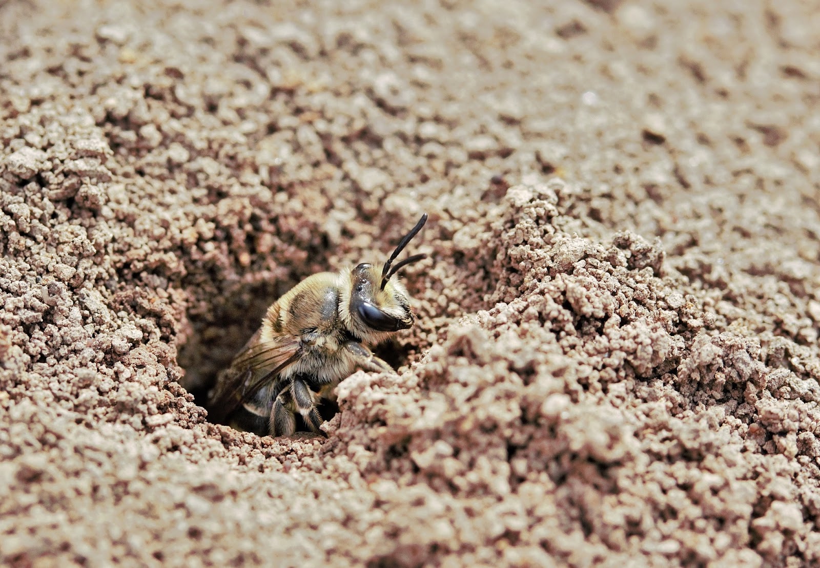 Bug Eric: Polyester Bees