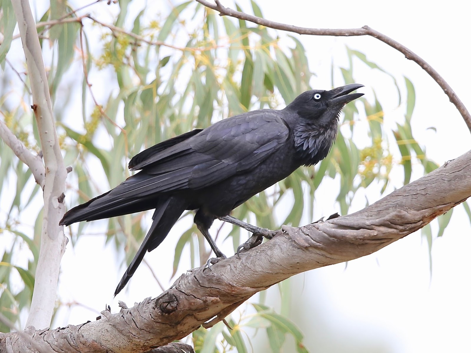 Avithera: Australian Raven