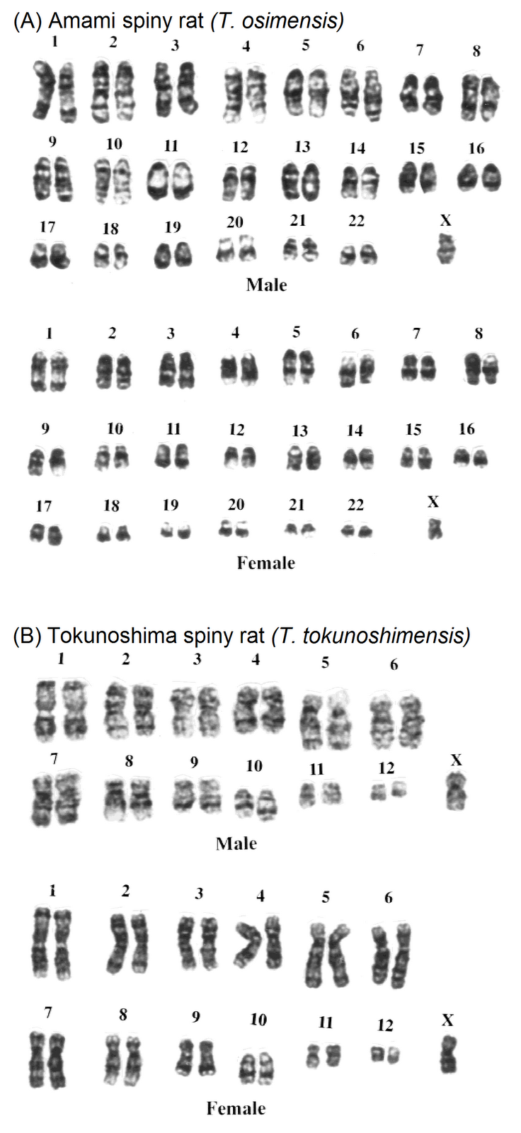 Molecular Evolution Forum: Rodents with No Y Chromosome and No Sry Gene