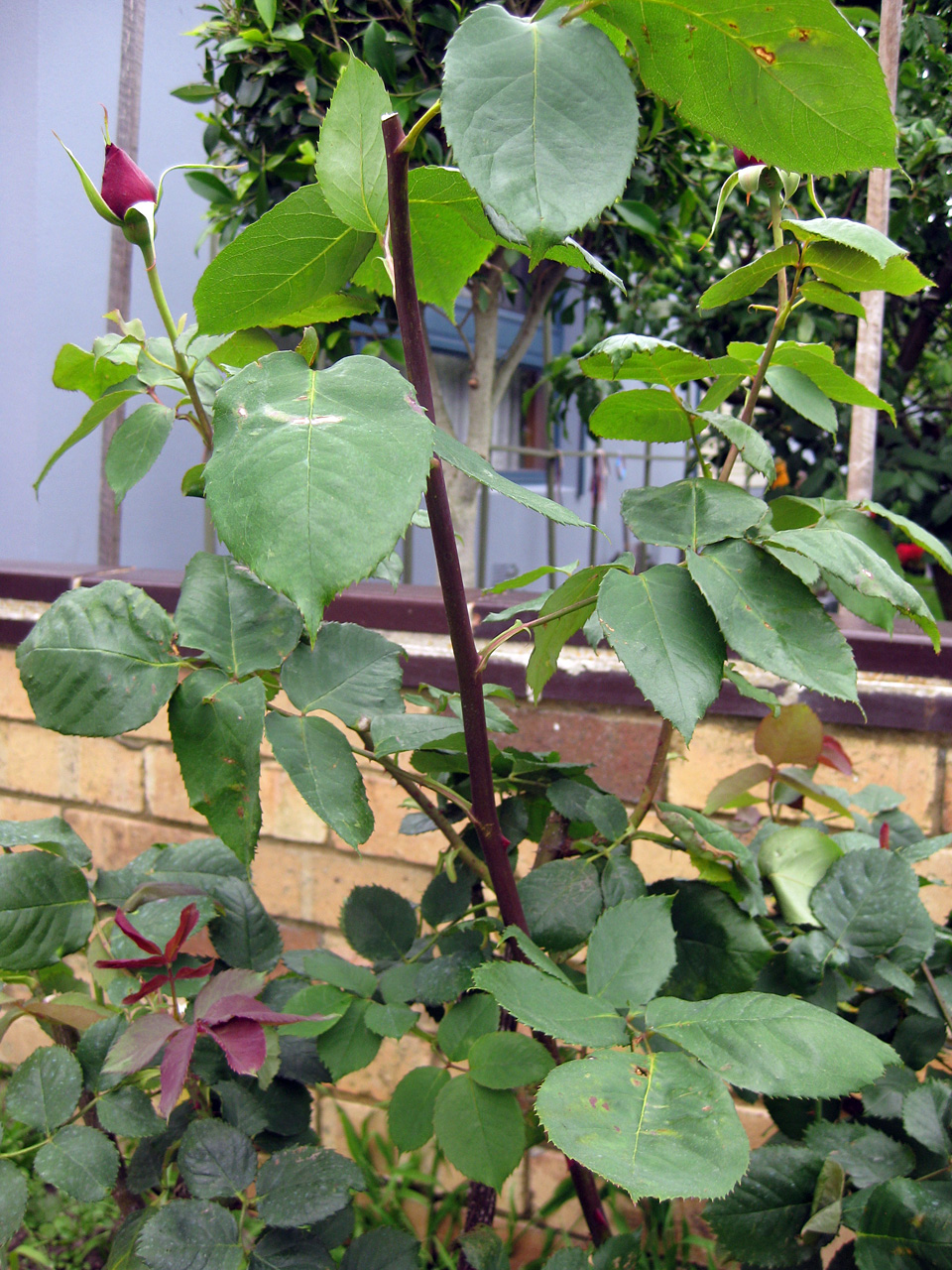 The Night Gardener: Air Layering: First Attempt