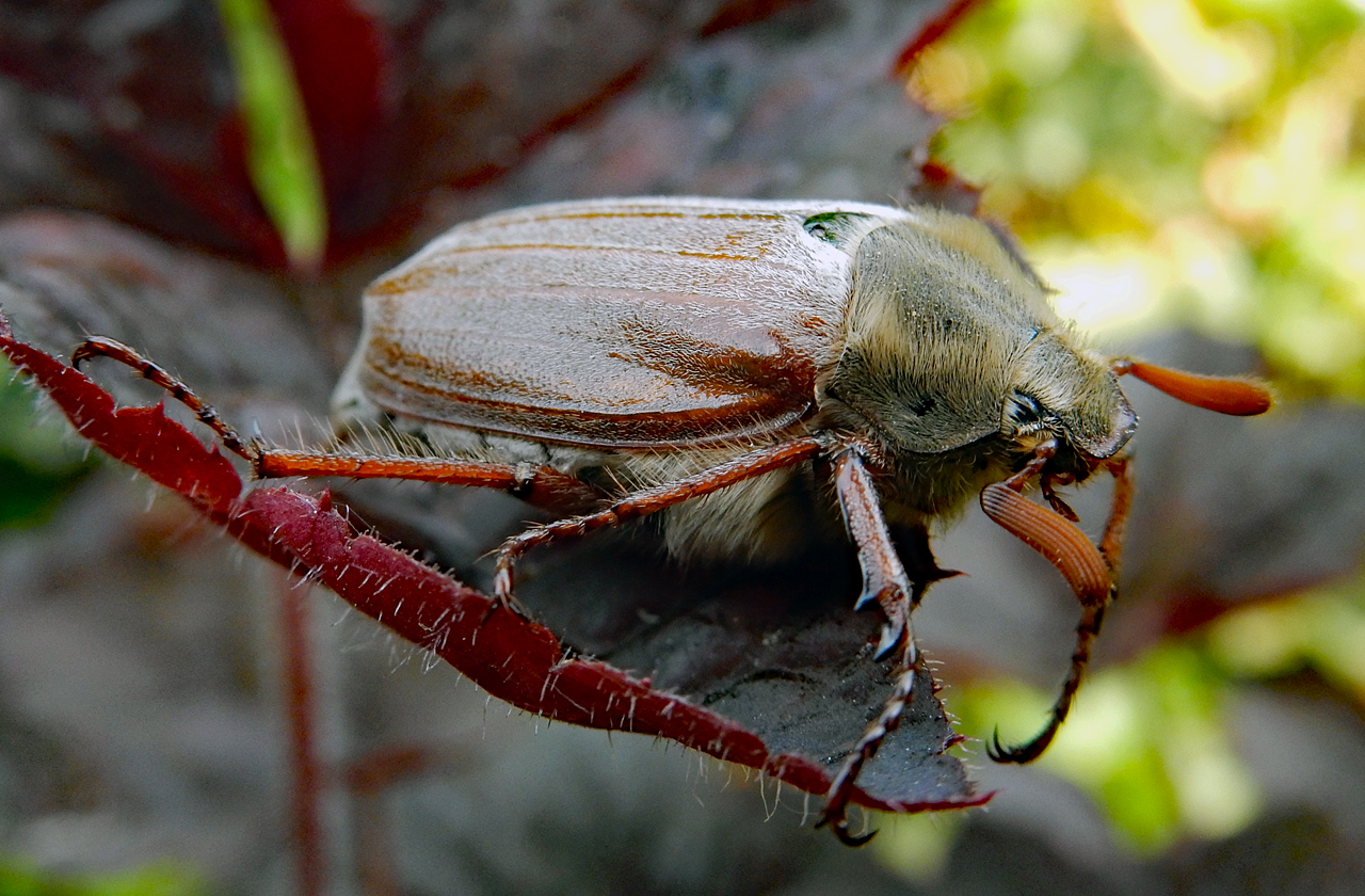 Jozef van der Heijden - Natuurfotografie: De meimaand is de tijd voor ...