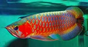 pet fish: Arowana fish is beautiful