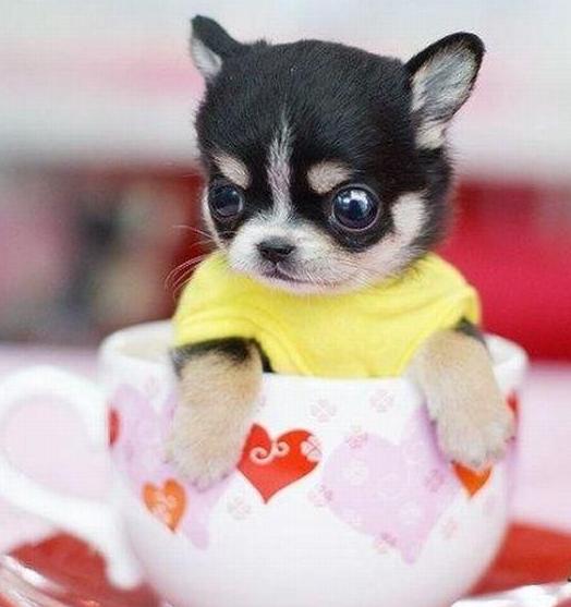 The dog in world: dogs images so cute cute cute and cute