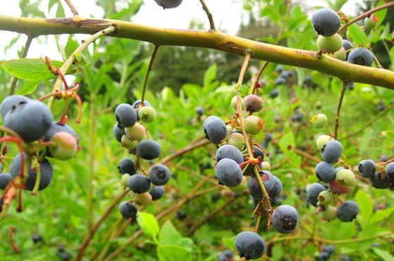 Agrifarming: Blueberry Cultivation Guide