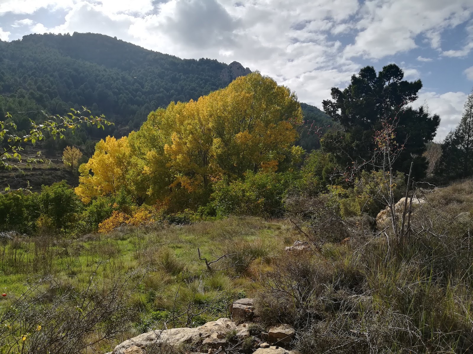 SENDEANDO: MANZANERA